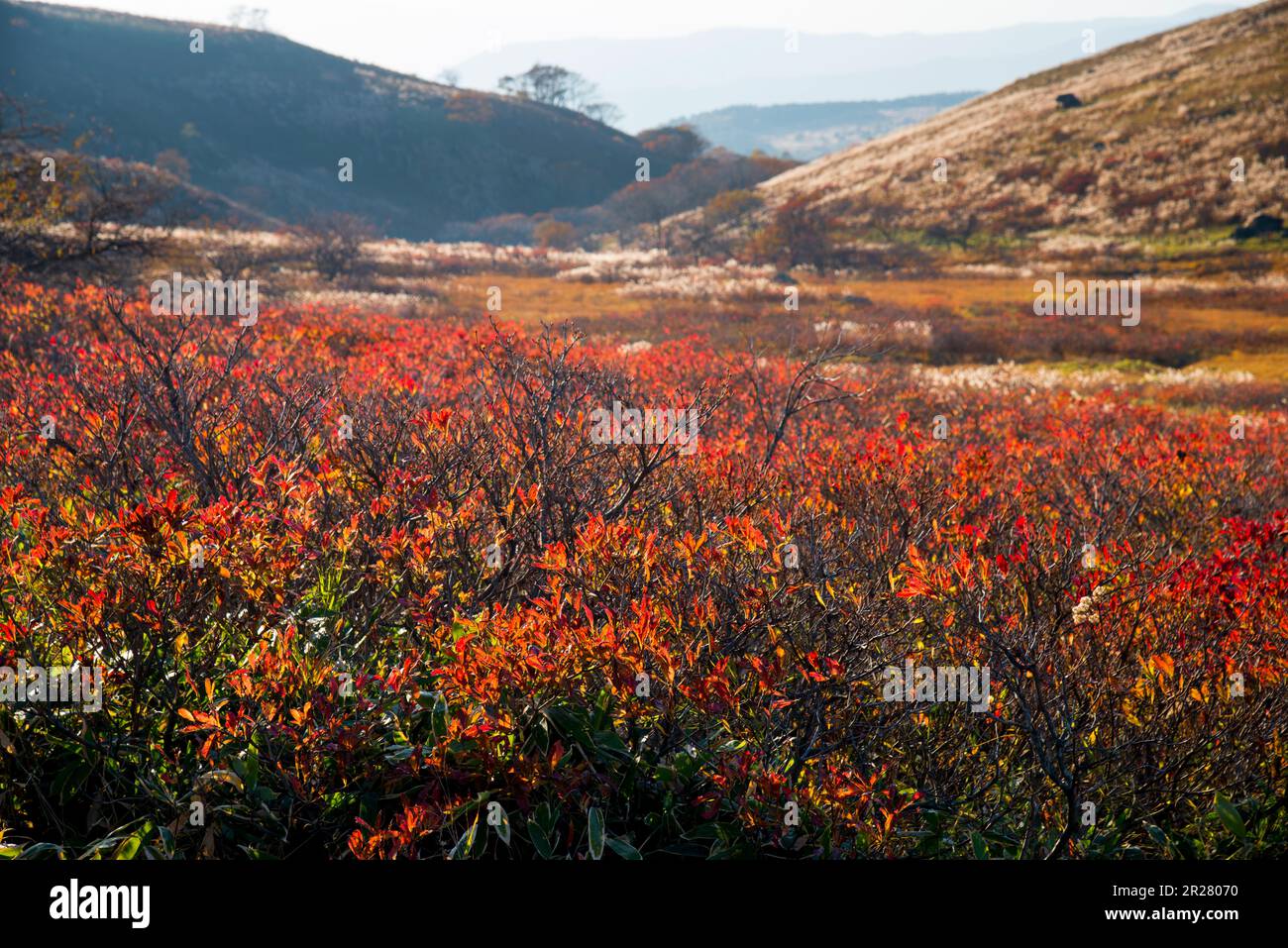 The Kurumayamashitsugen marsh with fall colored grass Stock Photo - Alamy