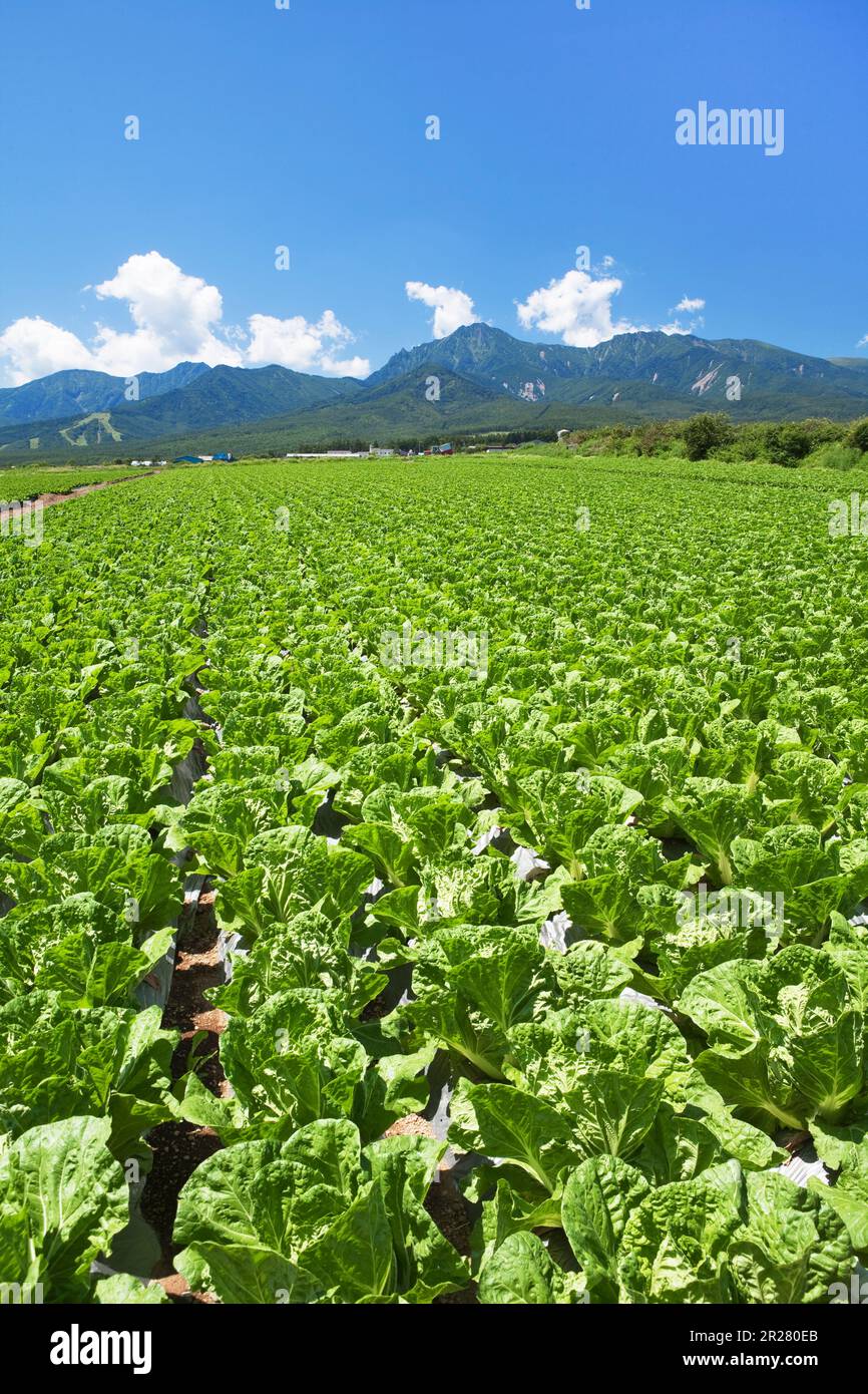 Nobeyama Highland of Chinese cabbage field and Yatsugatake Stock Photo ...
