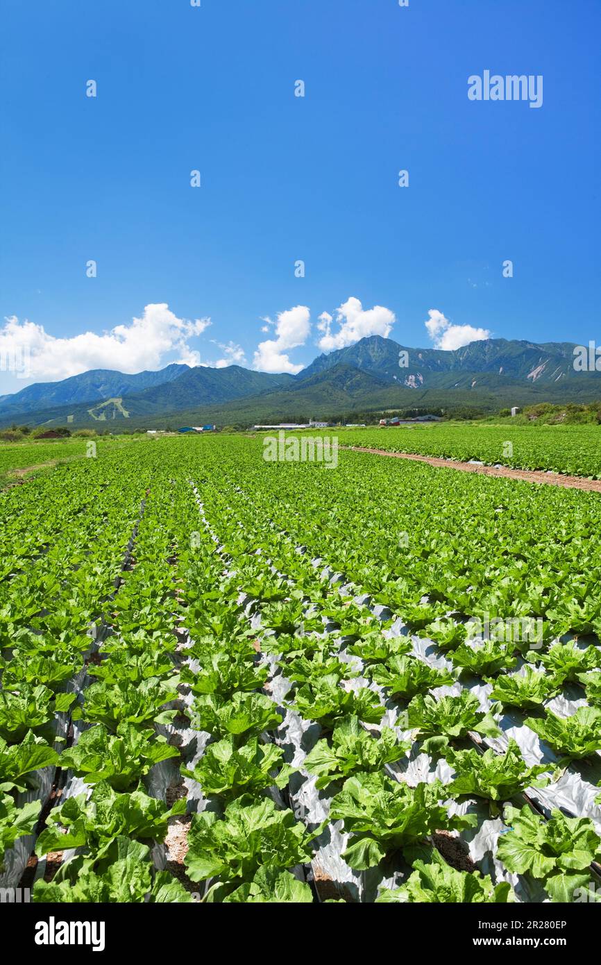 Nobeyama Highland of Chinese cabbage field and Yatsugatake Stock Photo ...