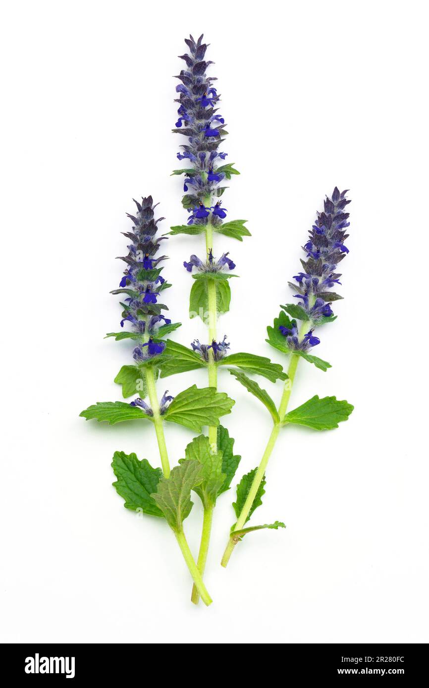 ayuga flower growing in forests isolated on white background Stock ...