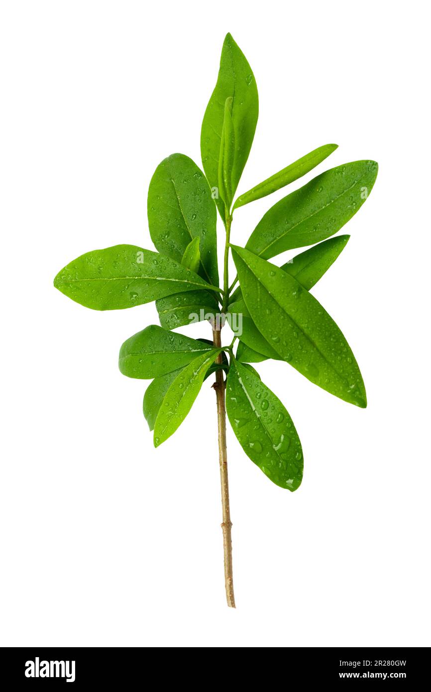 Fresh green leaves branch isolated on white background Stock Photo - Alamy