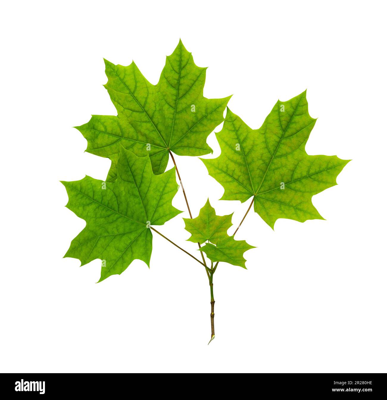Maple branch with green leaves, isolated on white background. With ...