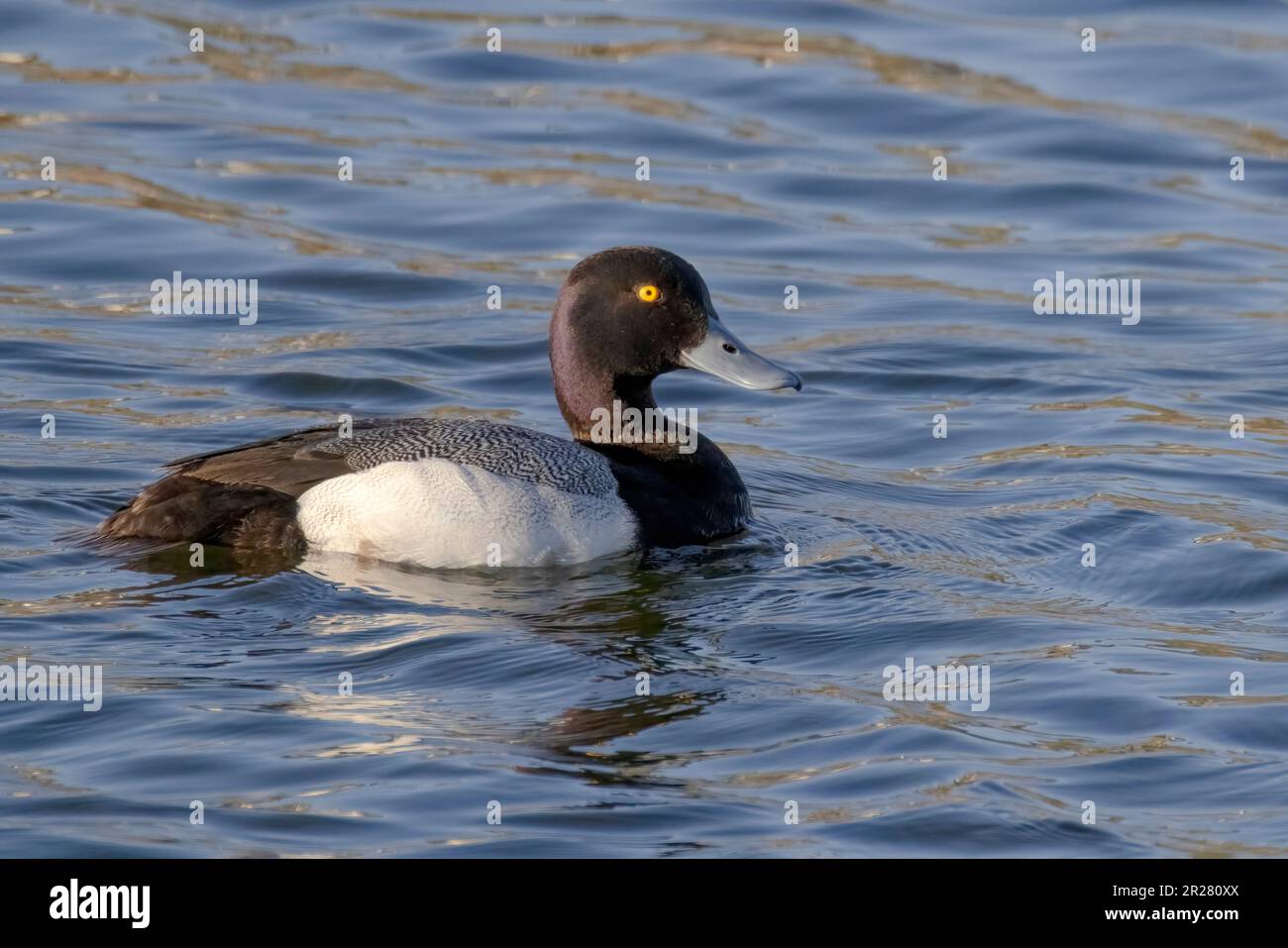 A Male Greater Scaup or Aythya marila. A bluebill mid-sized diving duck ...