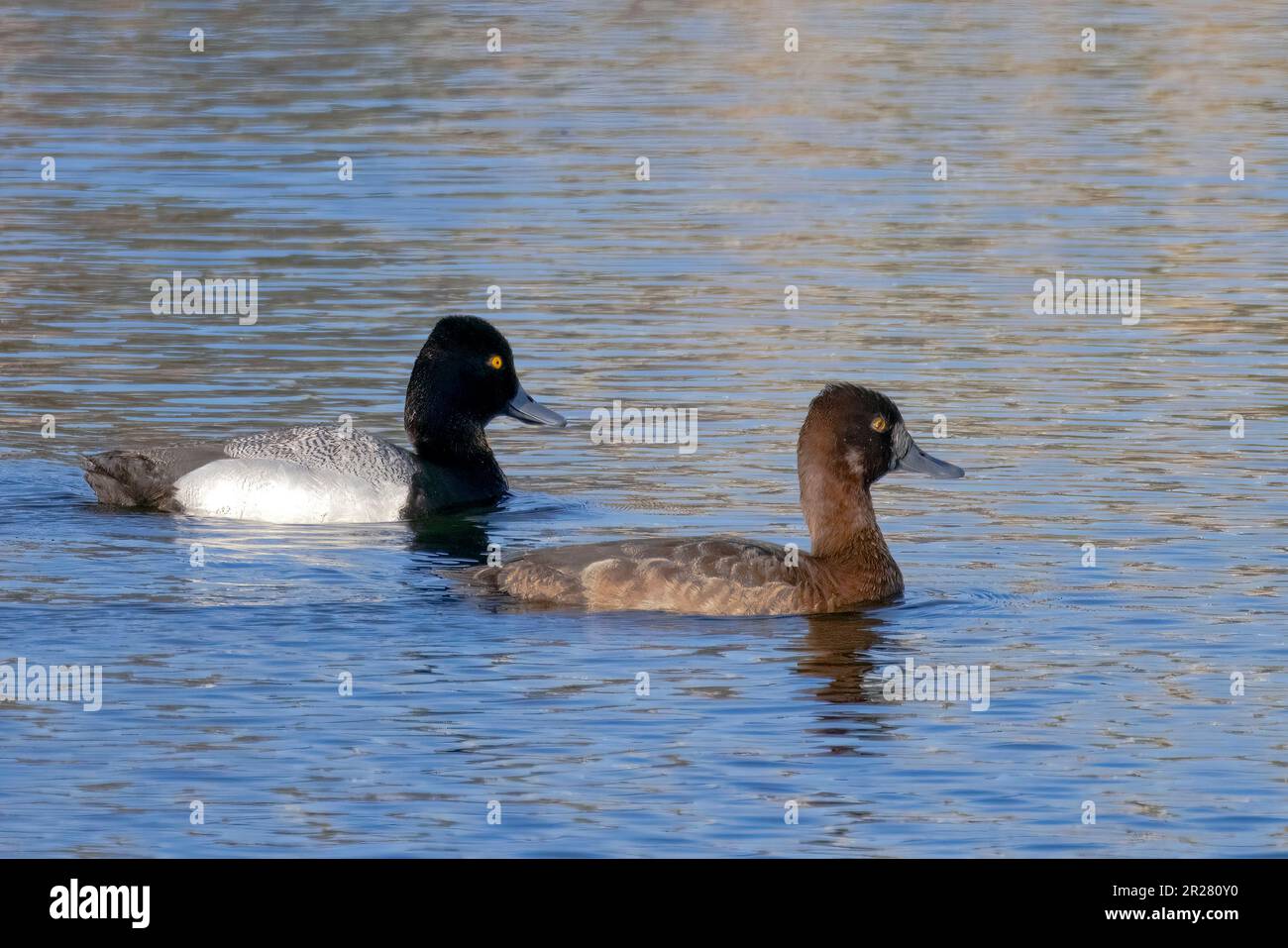 Greater Scaup Vs Lesser Scaup