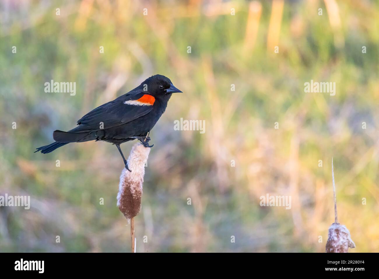 Passerine bird of the family icteridae hi-res stock photography and ...