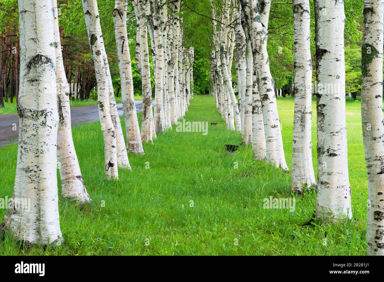 Juneese white birch hi-res stock photography and images - Alamy