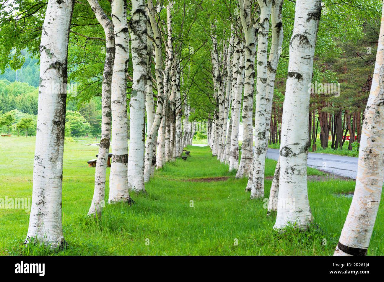 Citizens forest hi-res stock photography and images - Alamy