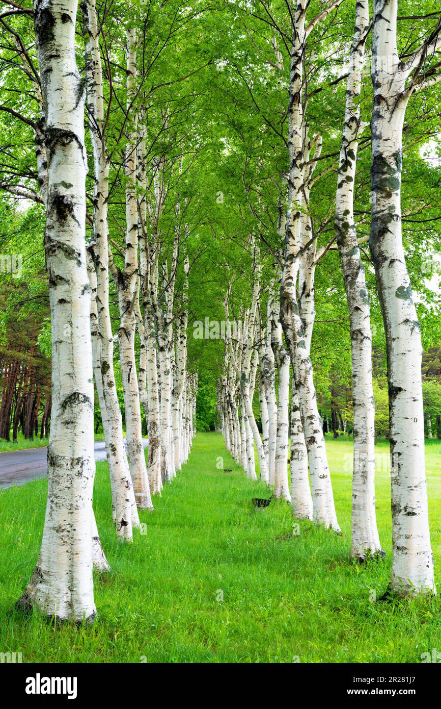 Juneese white birch hi-res stock photography and images - Alamy