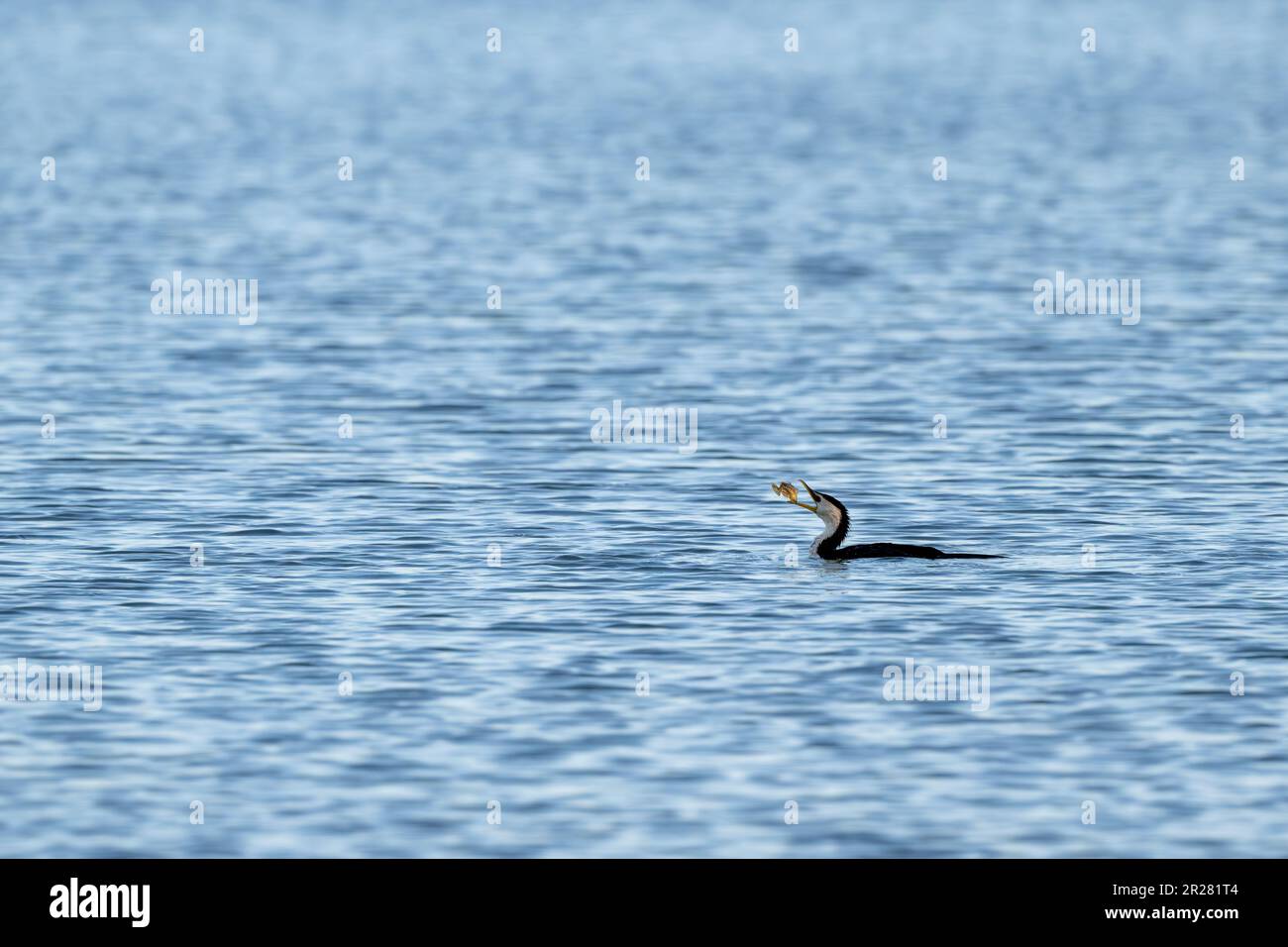 Australian Pied Cormorant swimming in open water in Rabi Bay, Cleveland ...