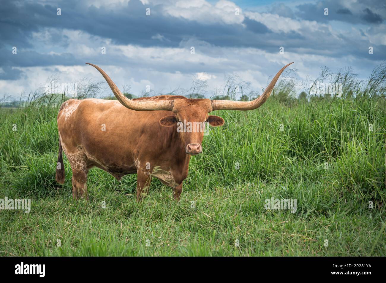 Texas Longhorn cattle standing broadside in a rich green, long grassed ...