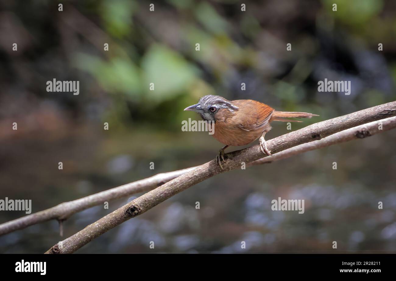 Timaliidae birds hi-res stock photography and images - Alamy