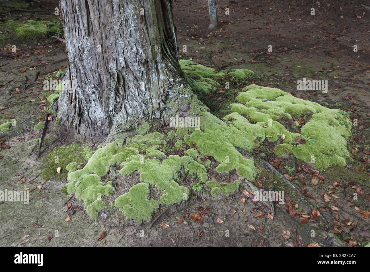 Moss temple hi-res stock photography and images - Alamy