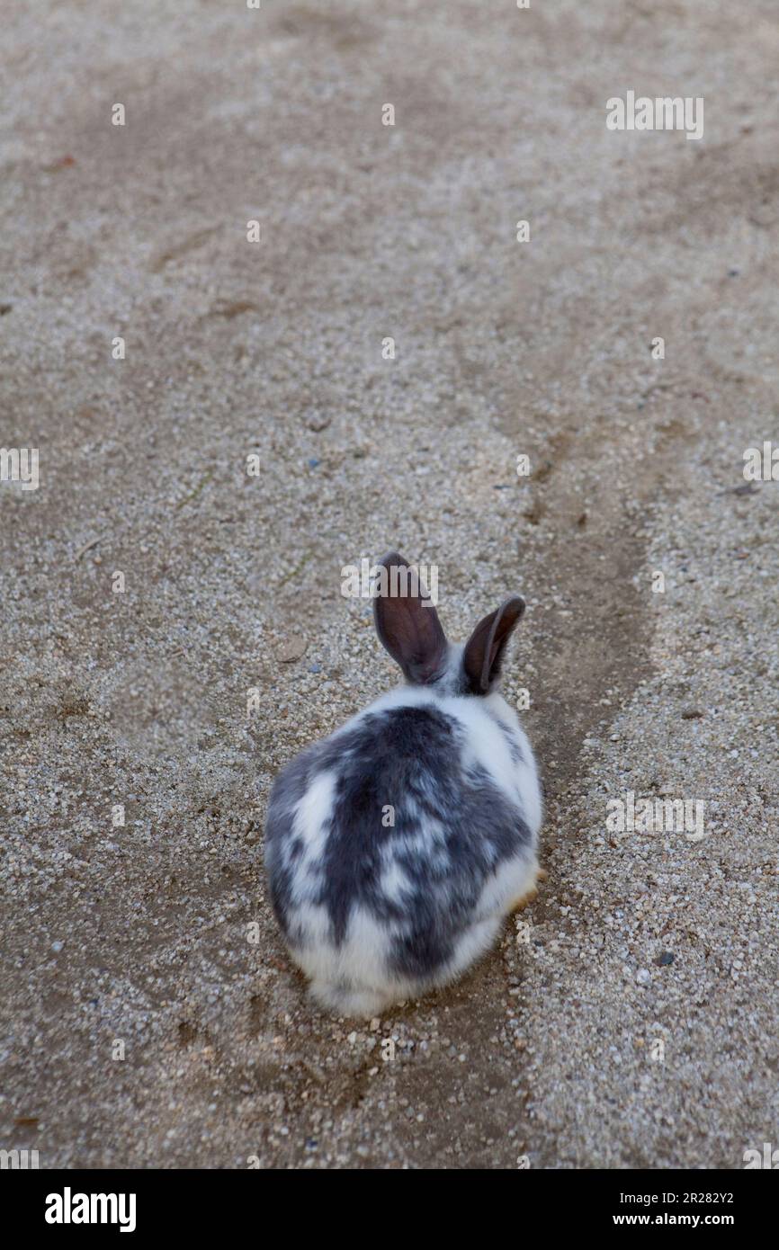 1pet hi-res stock photography and images - Alamy