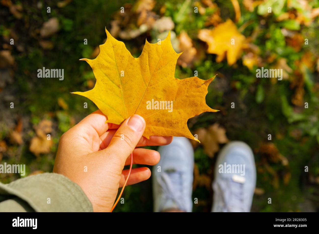 Woman collects bouquet maple leaves hi-res stock photography and images ...