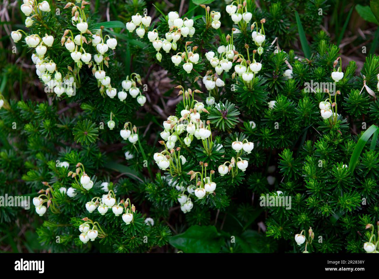 Phyllodoce flower hi-res stock photography and images - Alamy