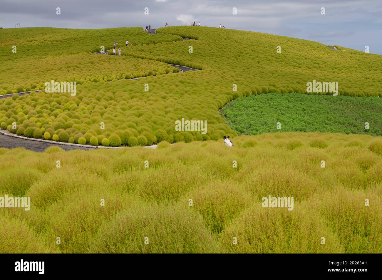 Hitachi seaside park path hi-res stock photography and images - Alamy