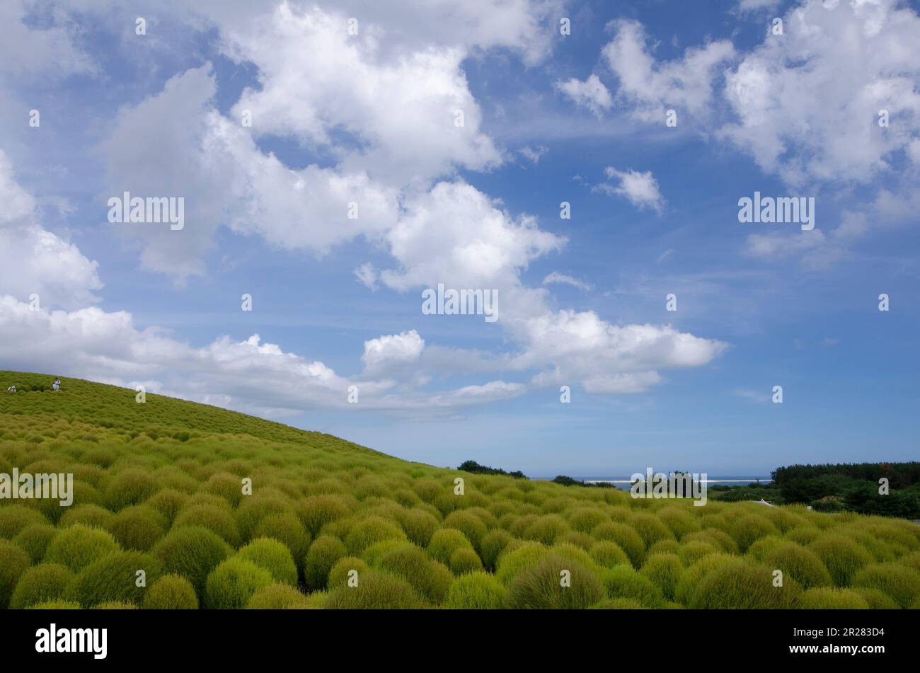 Kokia hi-res stock photography and images - Alamy