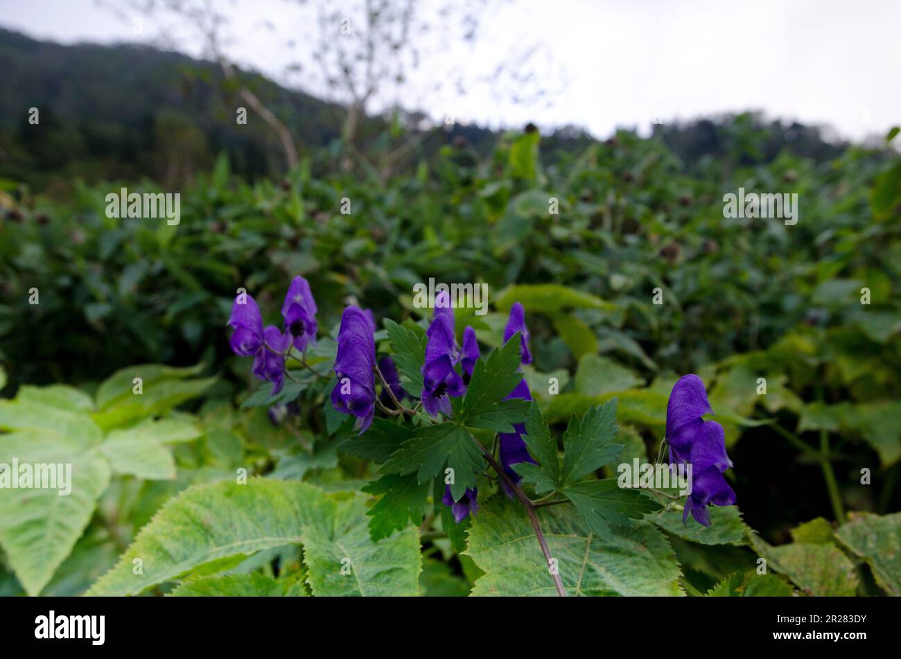 Purple aconite hi-res stock photography and images - Alamy