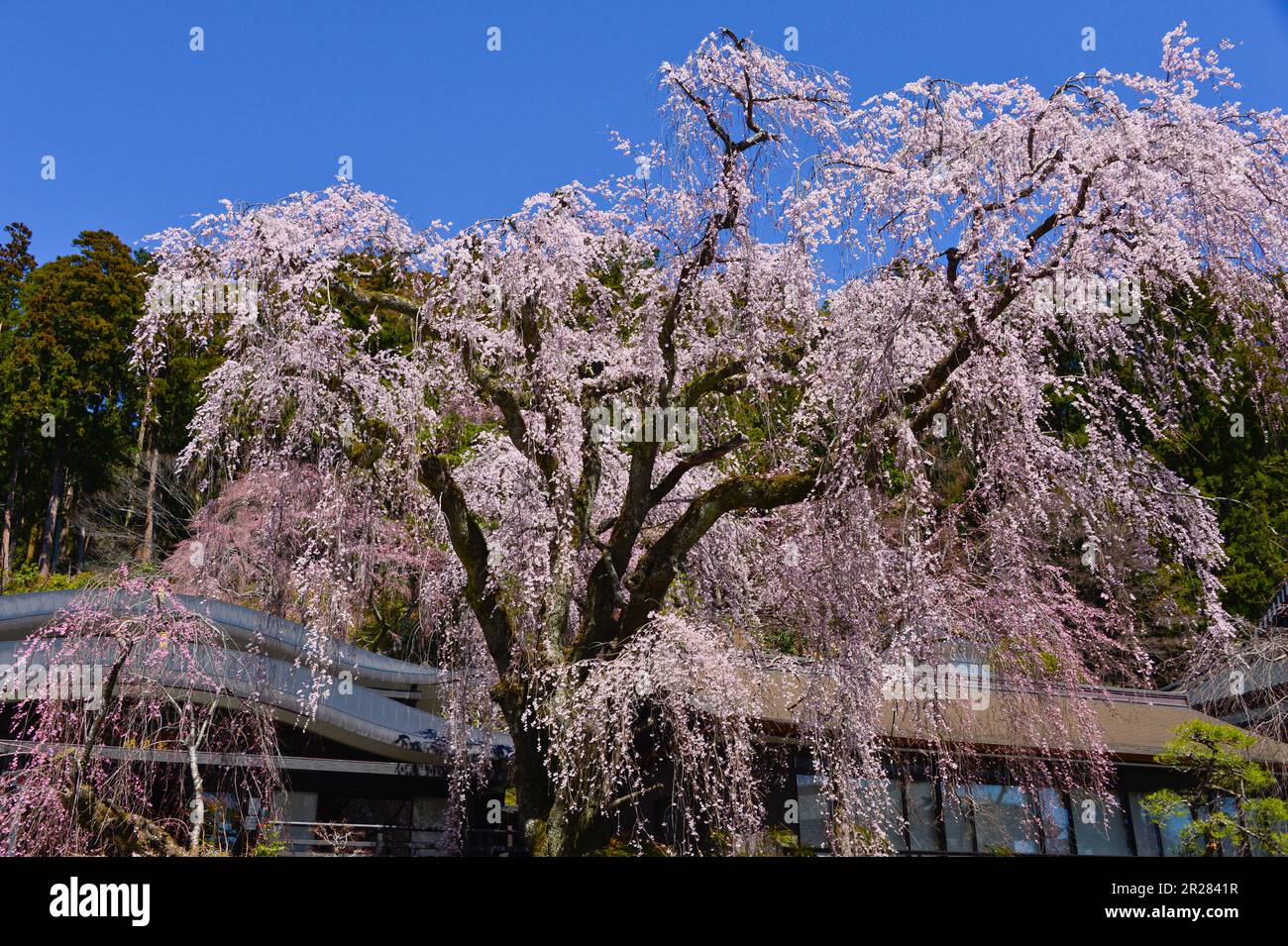 Minobusan Kuonji Temple and the weeping tree Stock Photo - Alamy