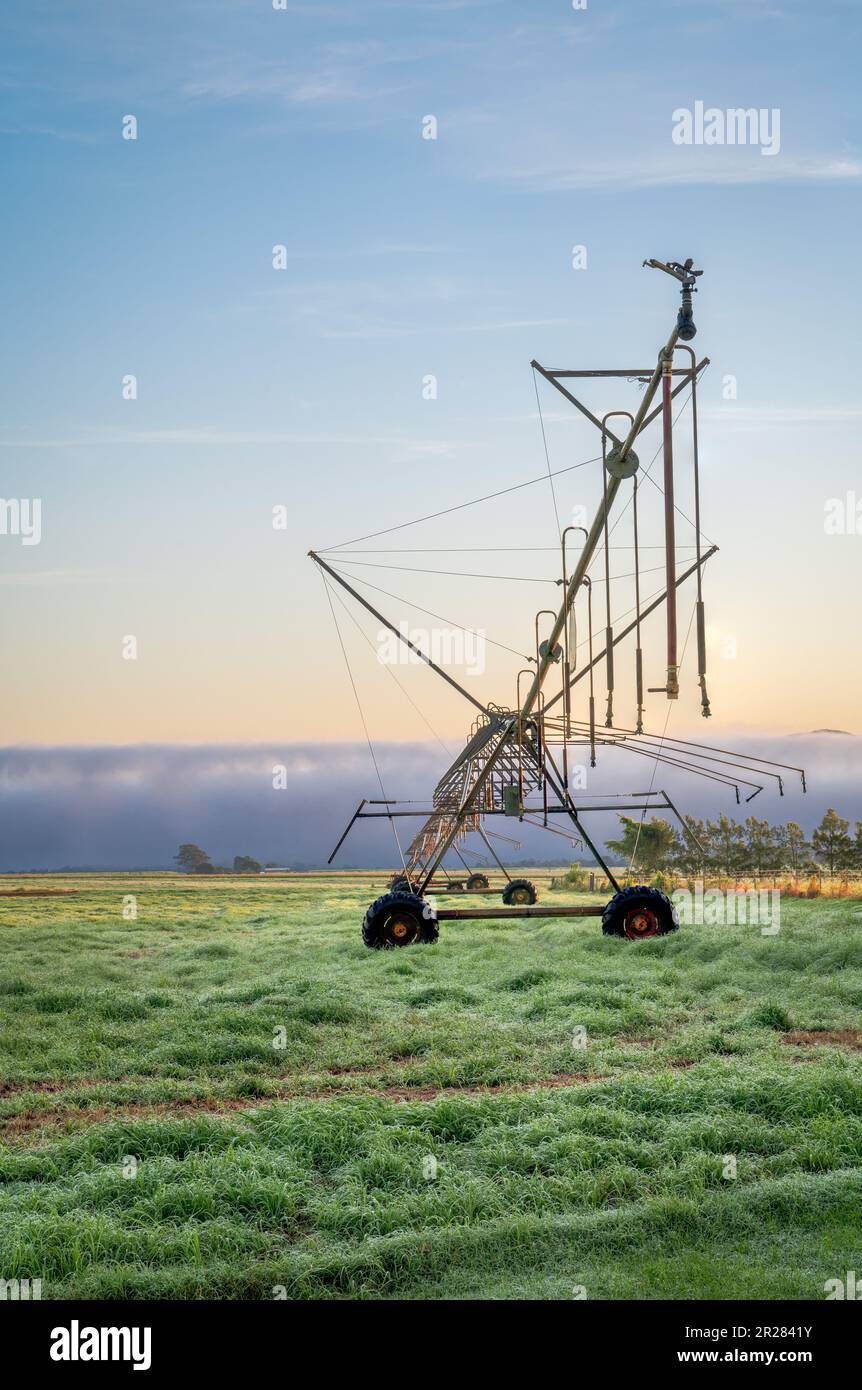 The rising sun slowly burns off the fog in a farm paddock of improved ...