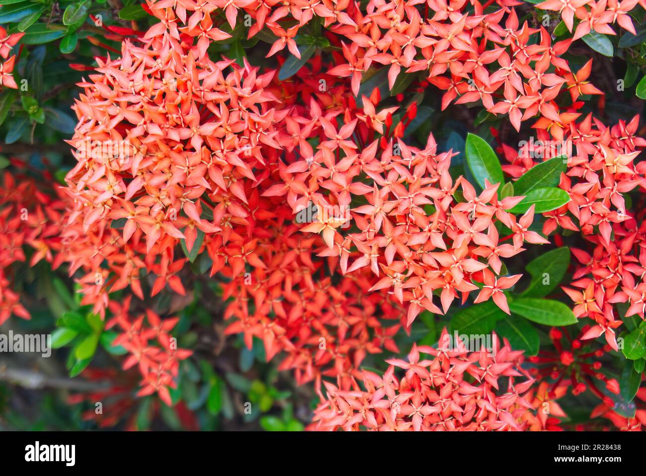 Ixora Chinensis Lamk, Ixora flower, Red spike flower, King Ixora ...