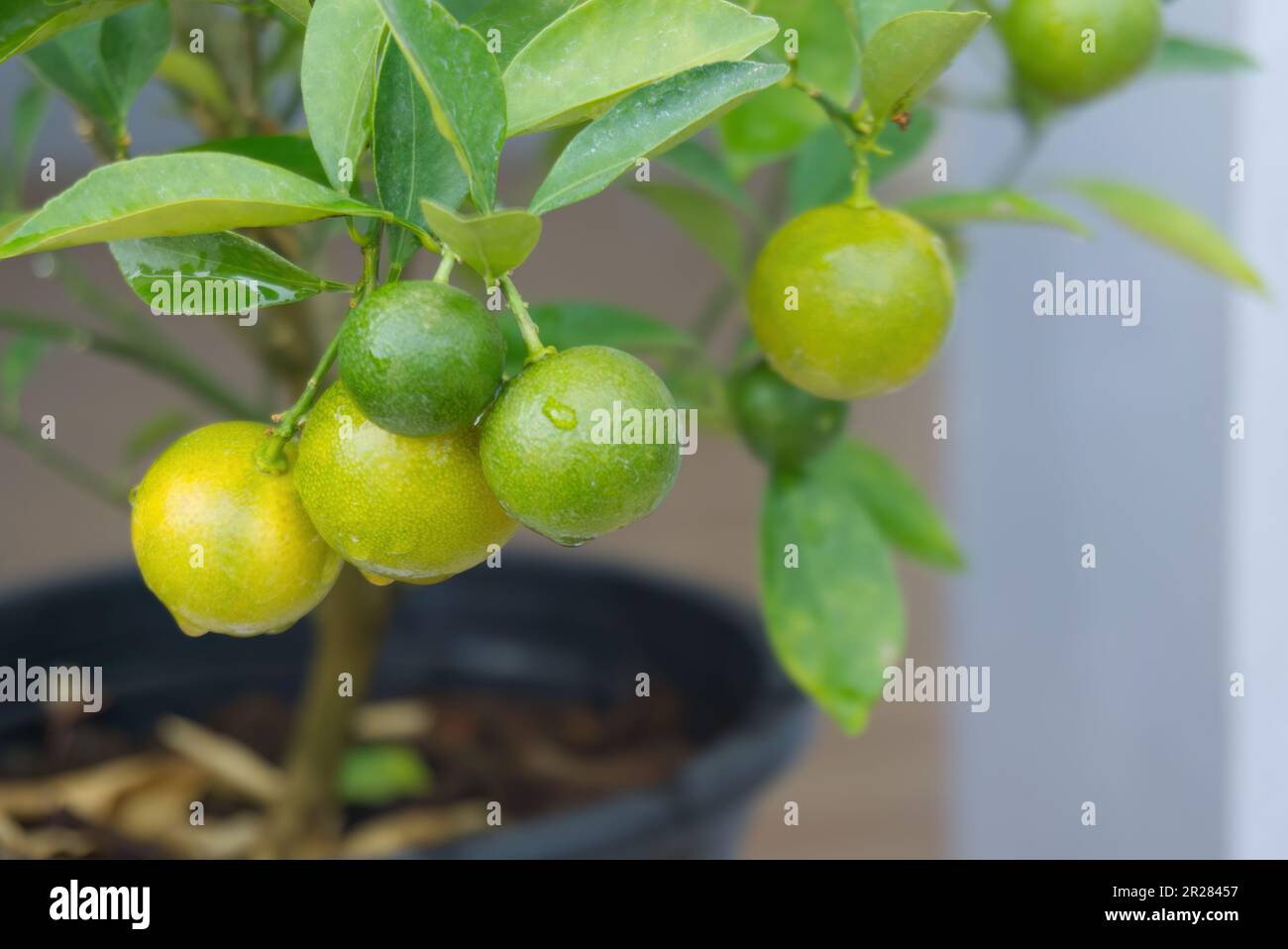 few raw orange on tree blur background, fresh fruit in branch with drop ...