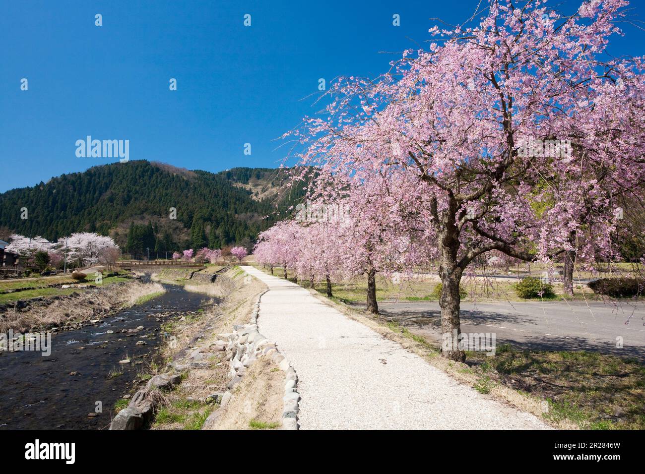 Ichijodani Asakura Clan ruins Stock Photo - Alamy