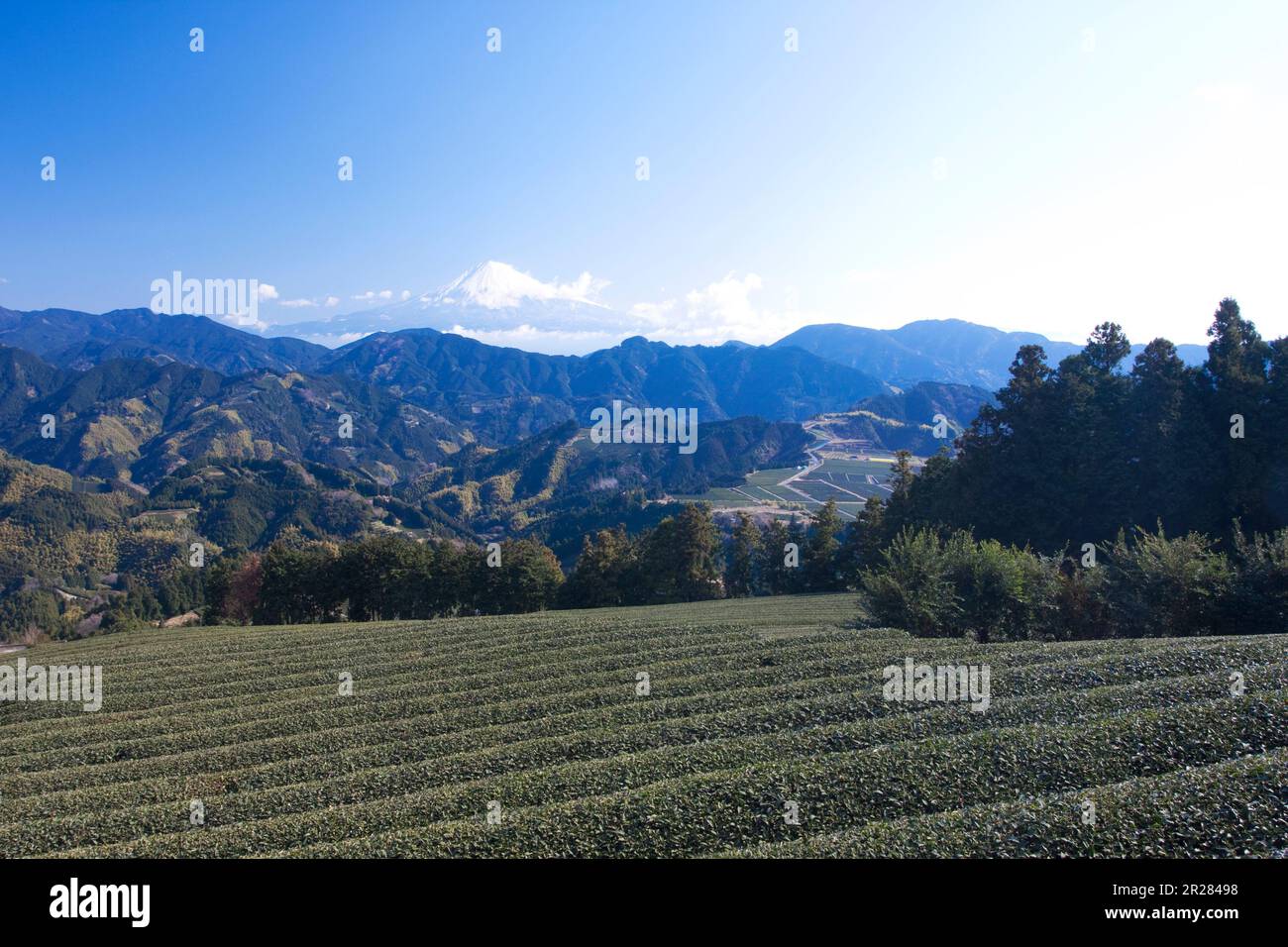 Tea Plantations and Mount Fuji Stock Photo - Alamy