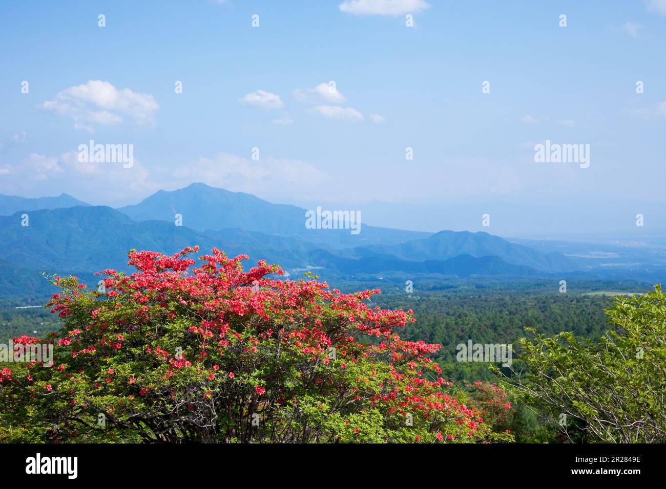 The beautiful Yatsugatake plateau forest Stock Photo - Alamy