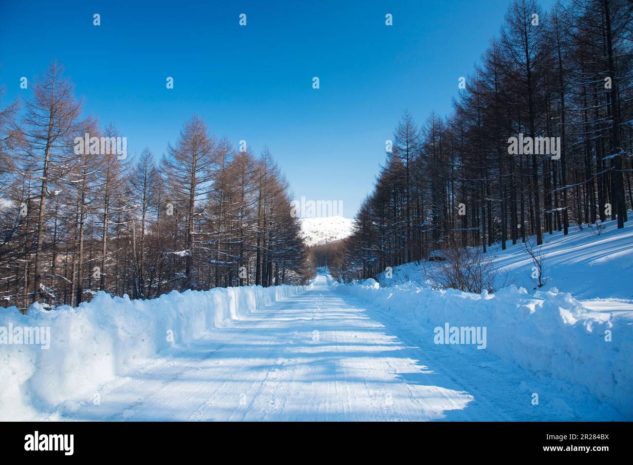 Snowy road, Kirigamine Venus Line Stock Photo - Alamy