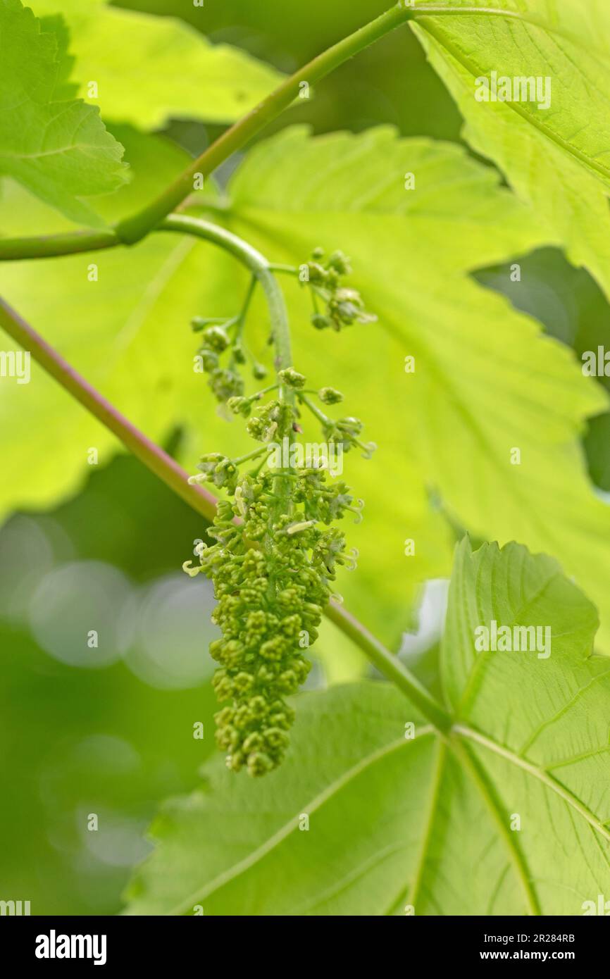 Sycamore maple tree. Acer pseudoplatanus. Small green-yellow flowers ...