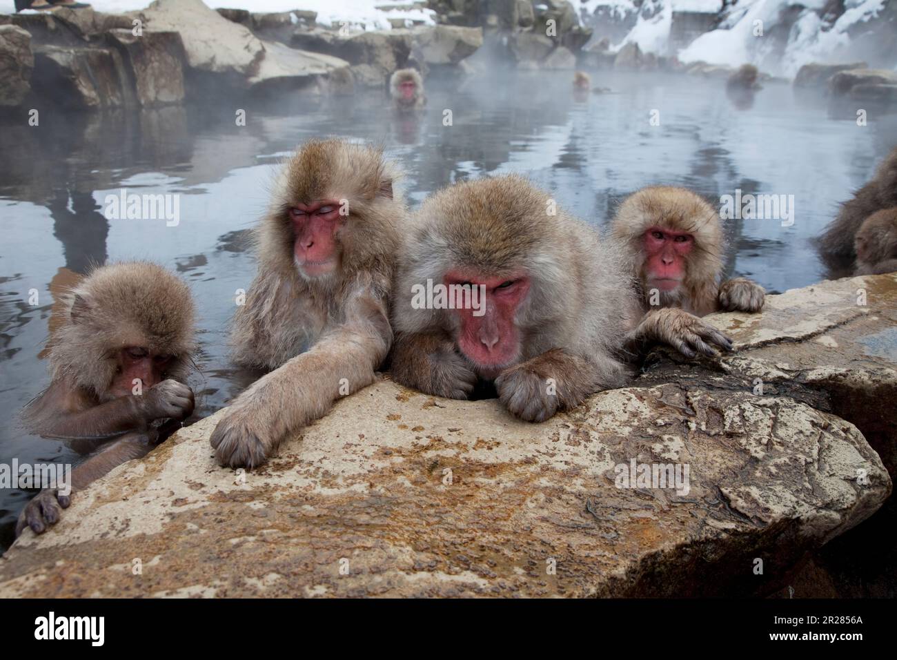 Monkey entering a hot spring Stock Photo - Alamy