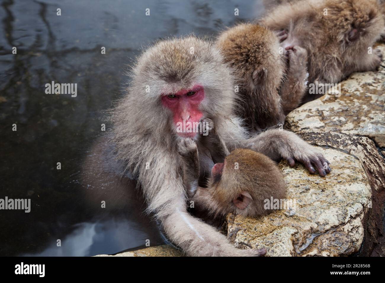 Monkey entering a hot spring Stock Photo - Alamy