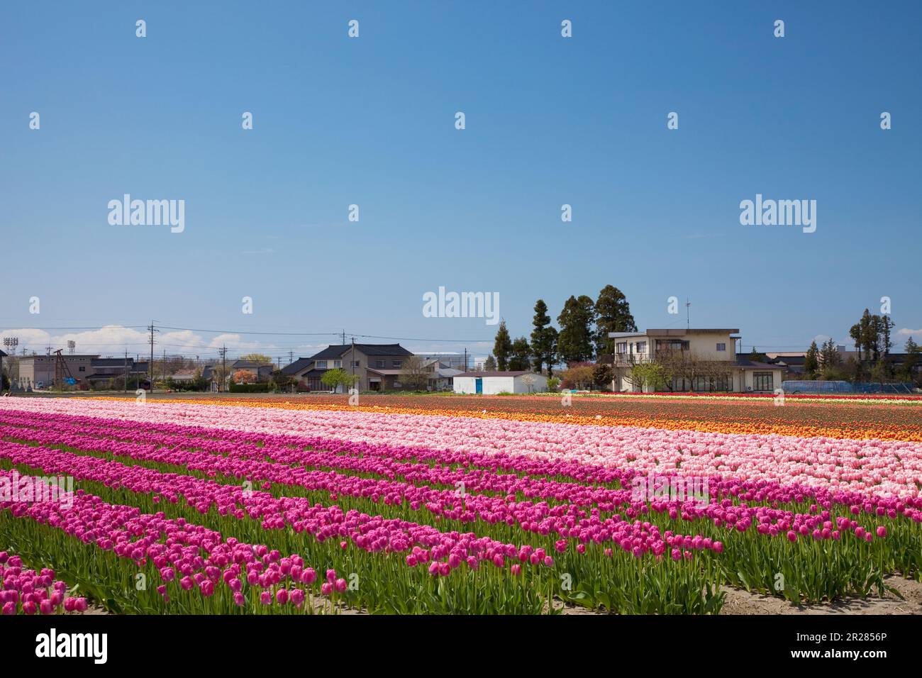 Tulip field and Sankyo village Stock Photo - Alamy