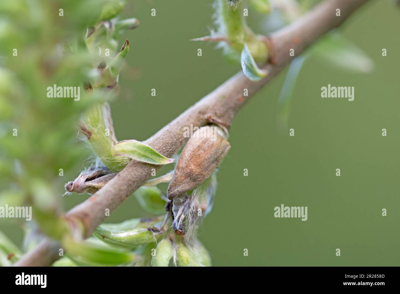 Osier willow tree, salix viminalis. Close up macro image of flower buds ...