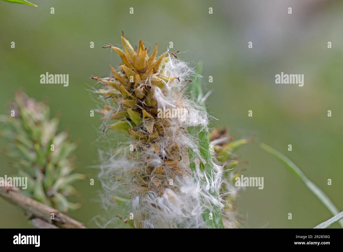 Osier willow tree, salix viminalis. Close up macro image of fruit and ...