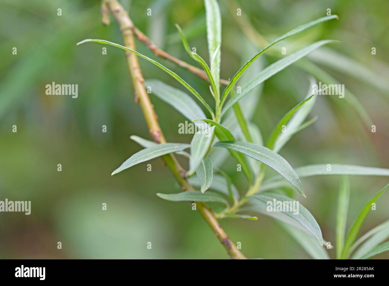 Basket willow salix viminalis hi-res stock photography and images - Alamy