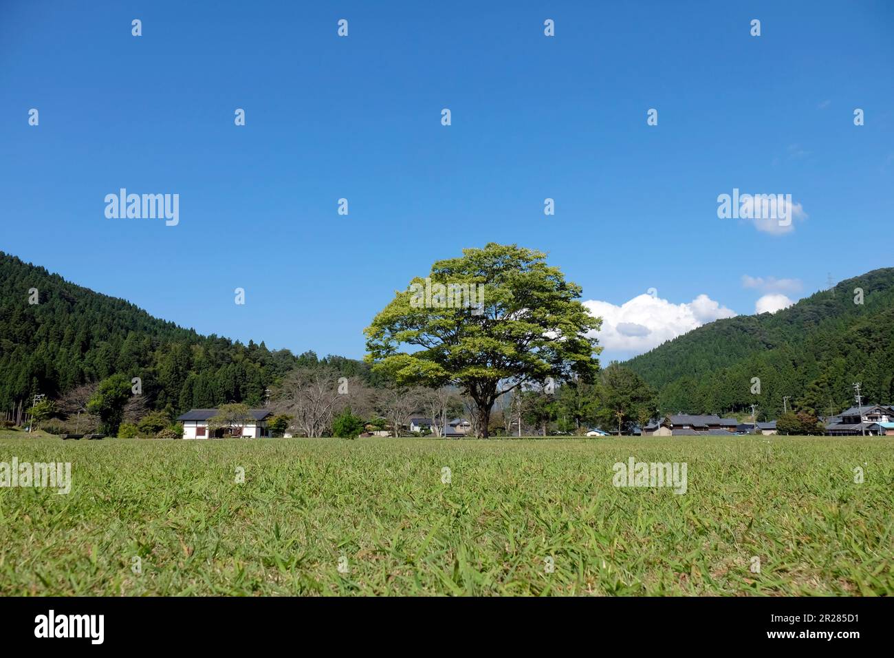 A tree at Ichijodani Asakura Clans Ruins Stock Photo - Alamy