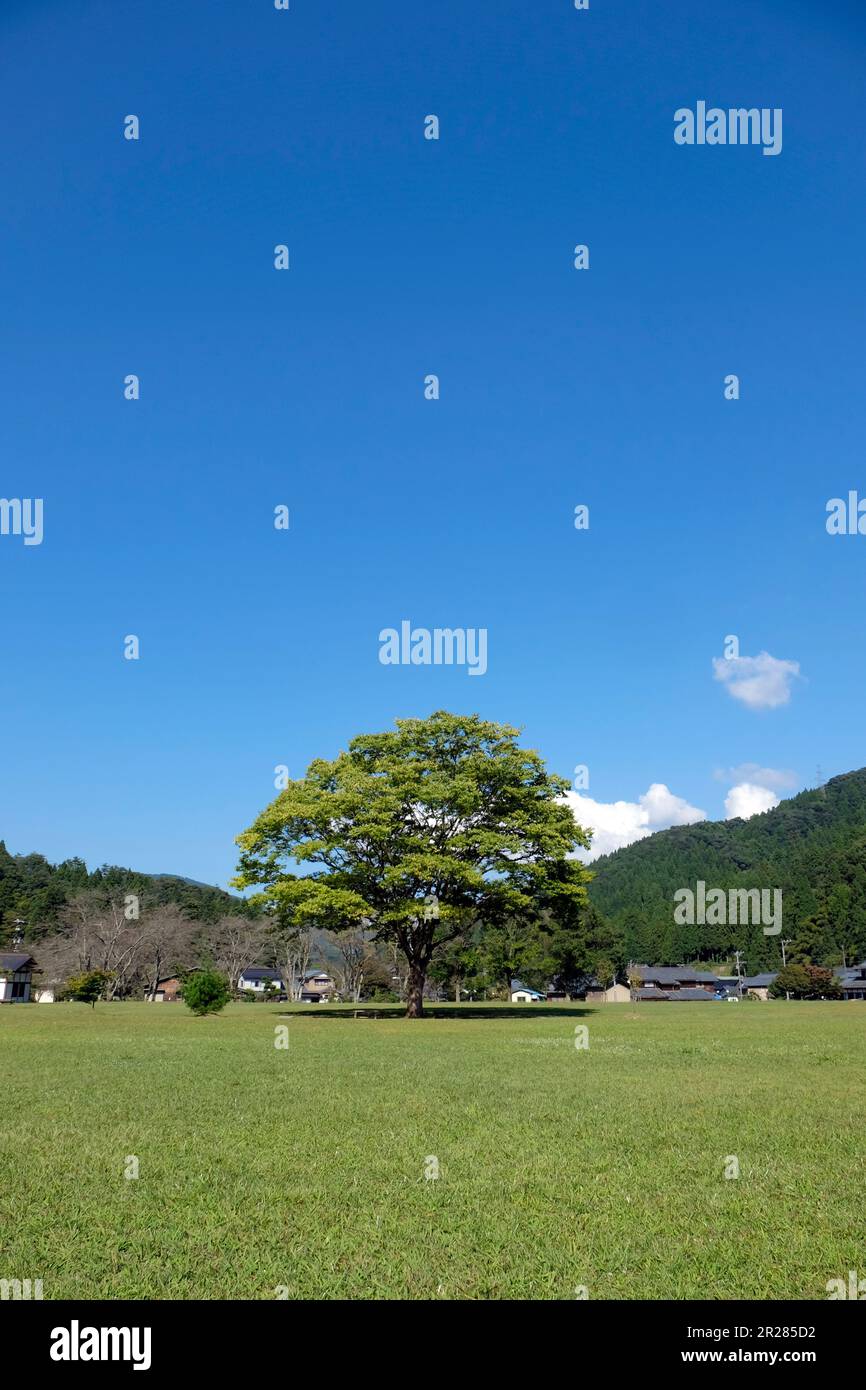 A tree at Ichijodani Asakura Clans Ruins Stock Photo - Alamy