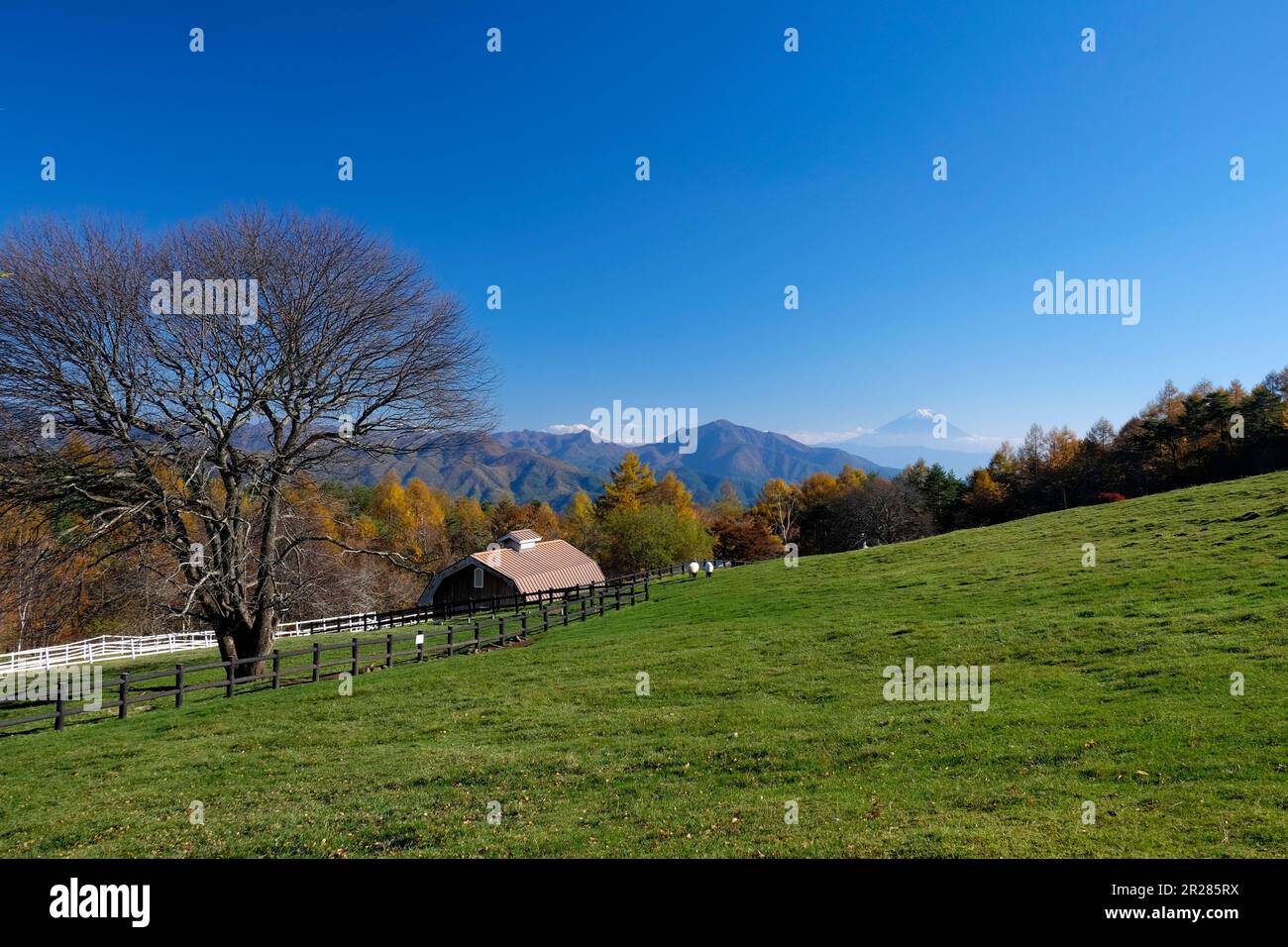 Makiba hi-res stock photography and images - Alamy