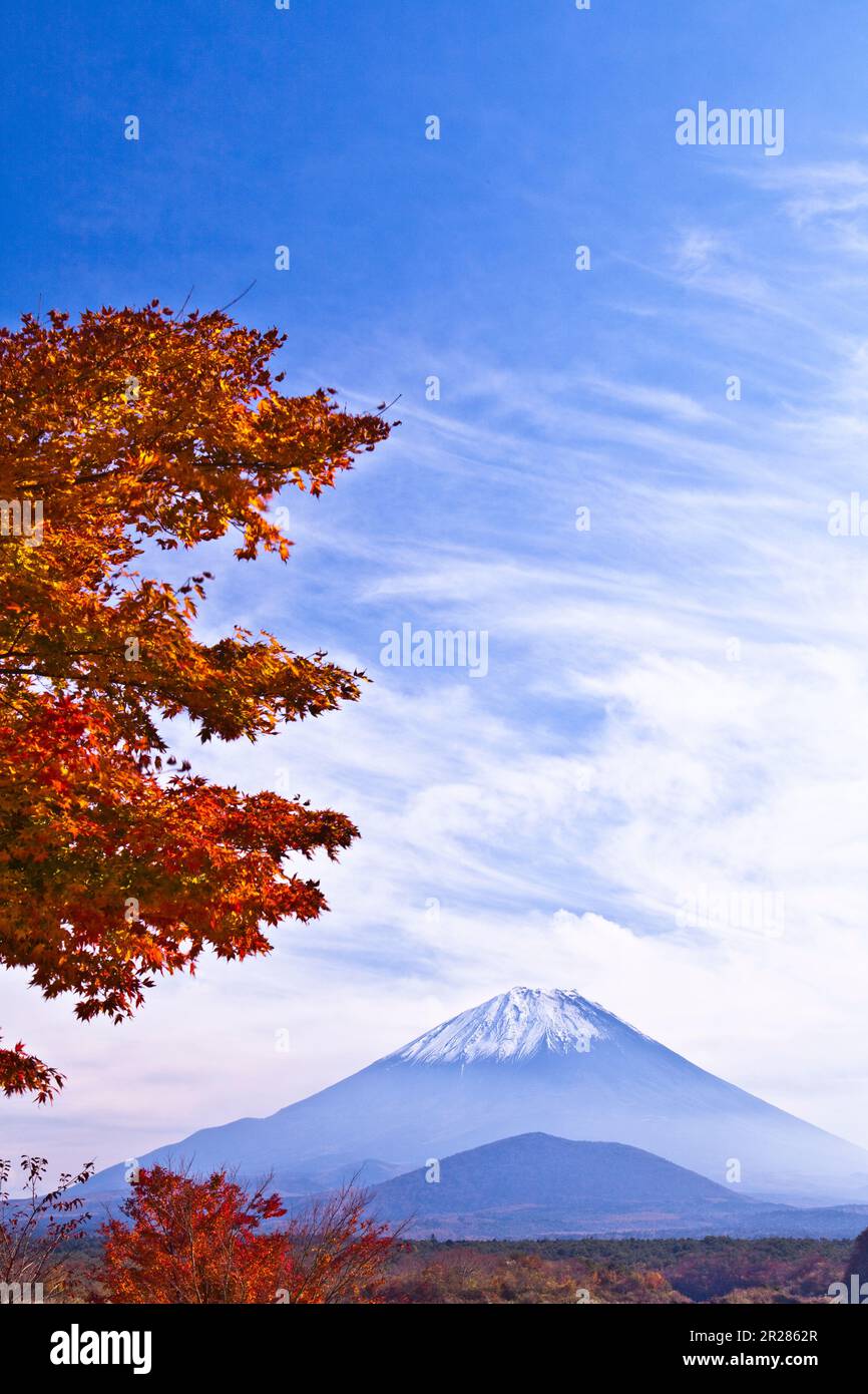 Autumn maple tree and Mt Fuji Stock Photo - Alamy