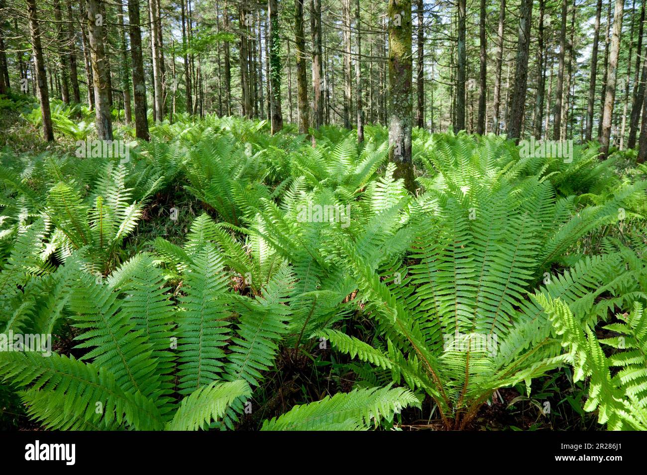 Japanese larch hi-res stock photography and images - Alamy