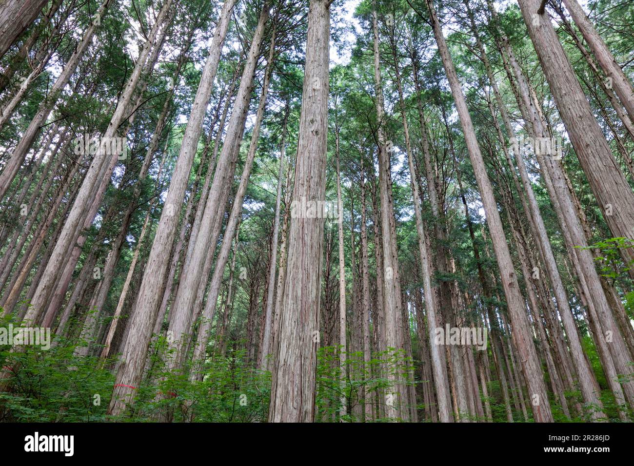Cypress forest japan hi-res stock photography and images - Alamy