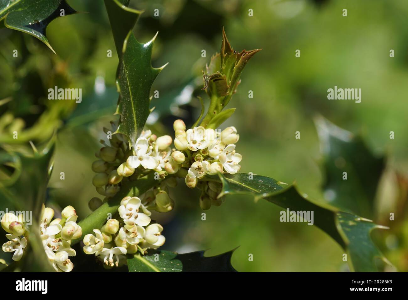 Closeup of white flowers of holly (Ilex aquifolium) in spring in a ...