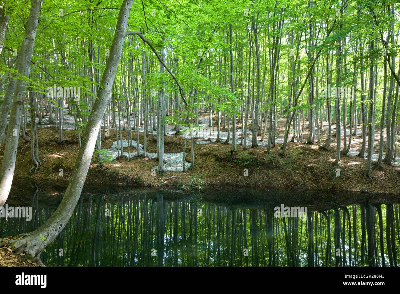 Fresh green of beech of Beauty Forest Stock Photo - Alamy