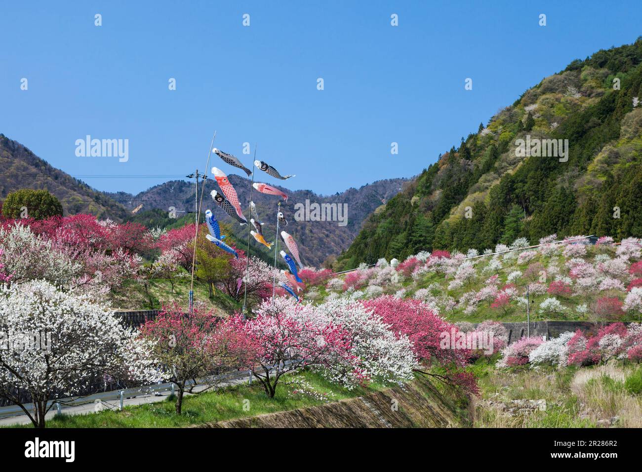 Tsukikawa hot spring peaches in bloom Stock Photo - Alamy