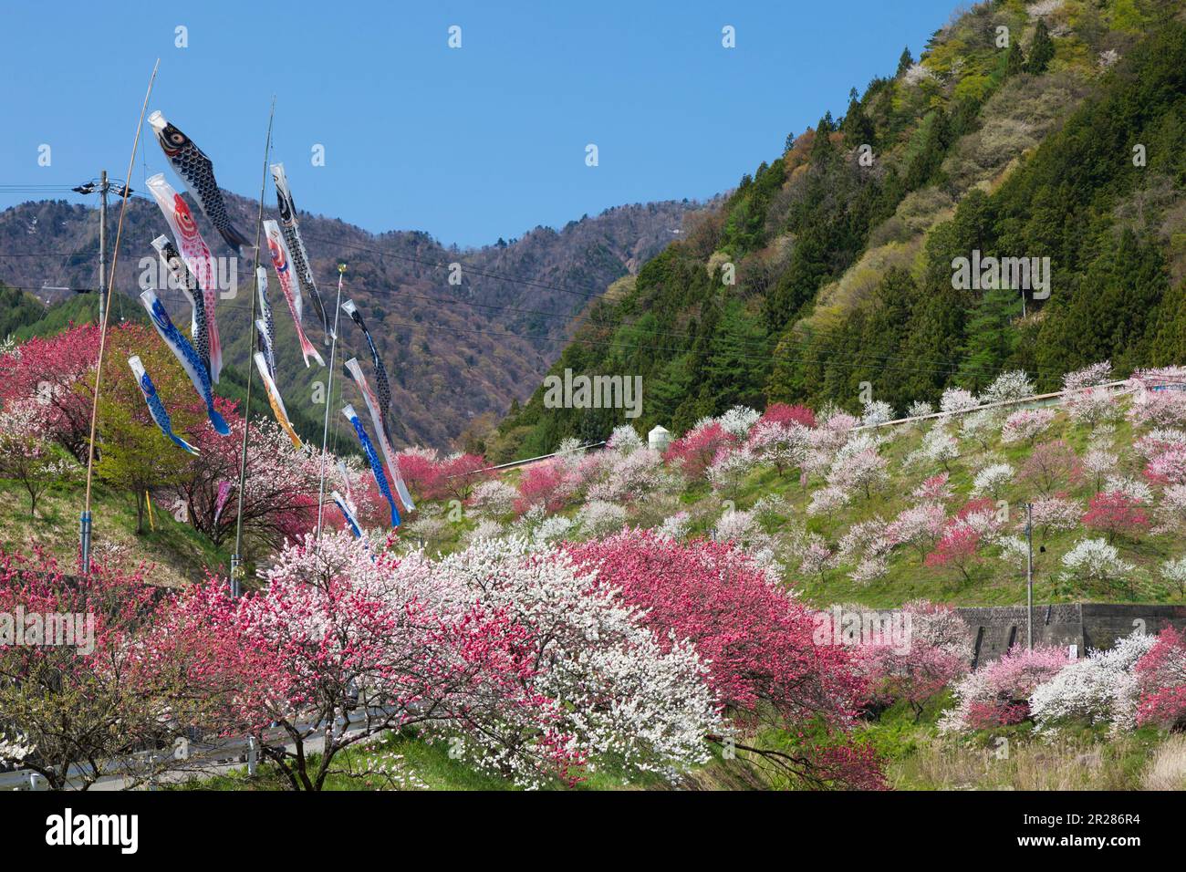 Tsukikawa hot spring peaches in bloom Stock Photo - Alamy