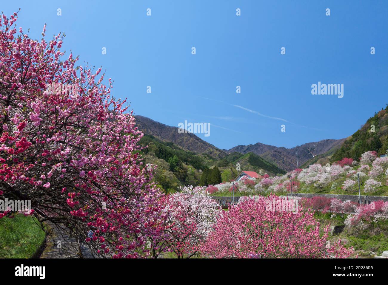 Tsukikawa hot spring peaches in bloom Stock Photo - Alamy