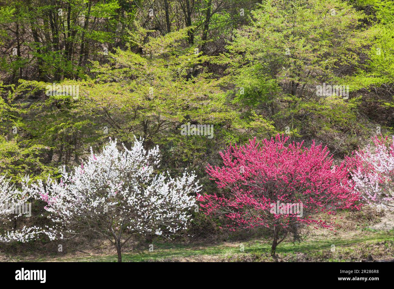 Tsukikawa hot spring peaches in bloom Stock Photo - Alamy