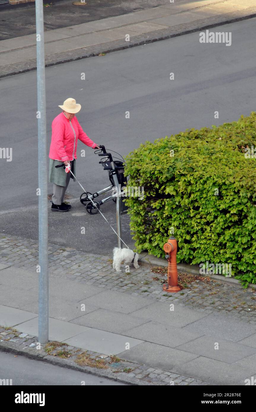 May 18,2023/ Senior citizen female walks her pets in morning in Kastrup ...